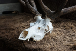 Skull Cleaning / Bleaching - Western Fur Tannery Ltd.