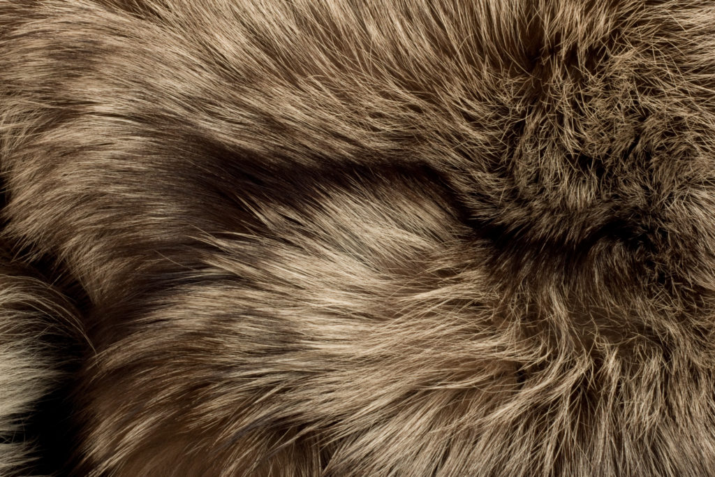 Polar Fox fur. Useful as texture - Western Fur Tannery Ltd.